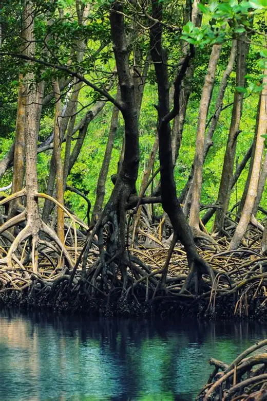 Mangrove Forest: દરિયાના પાણીમાં ખીલતી એક અનોખી દુનિયા